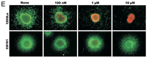 Cell Bio Lab Final Flashcards Quizlet