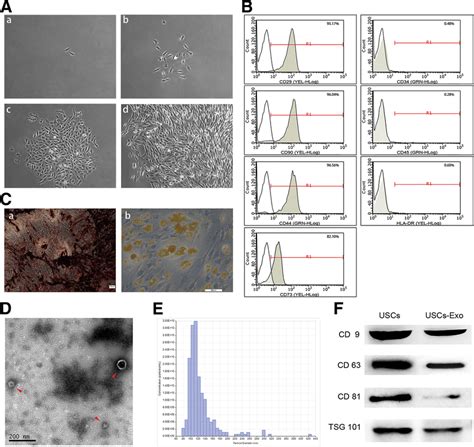 Characterization Of USCs And USCs Exo A Morphology And Growth Of USCs Download Scientific
