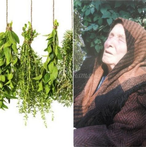 Рецептите на Баба Ванга за лечение с билки на кървящи възпалени и оголени венци За Жената