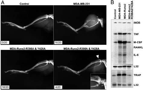 Subnuclear Trafficking Of Runx2 Is Associated With In Vivo Formation Of