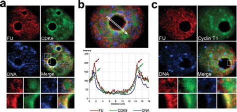 Fig Ure 2 Cdk9 And Cyclin T1 Are Colocalized With Transcription Sites