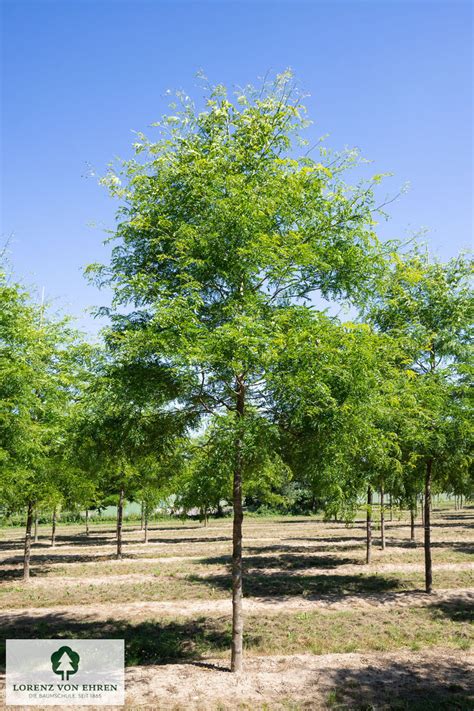 Gleditsia Triacanthos Skyline Baumschule Lve