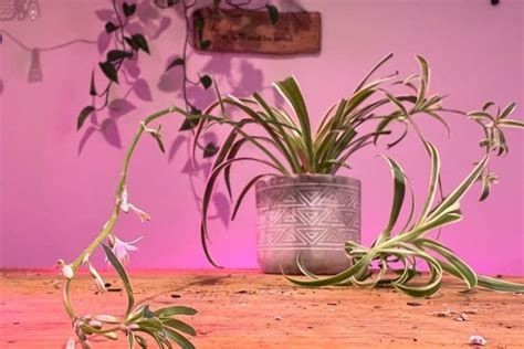 What To Do With Spider Plant Babies Indoor Plants For Beginners