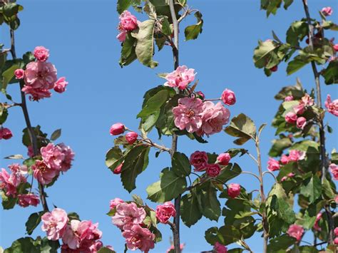 Zierapfel 'Brandy Magic' - Malus 'Brandy Magic' - Baumschule Horstmann