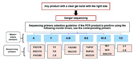 Sequencing Primers Selection Guideline Sequencing Primers Selection
