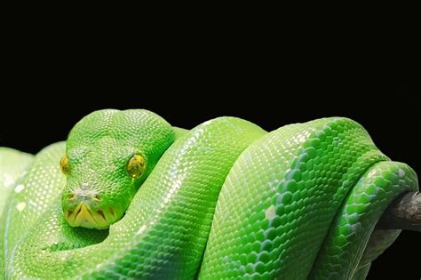 why python should be your first programming language
