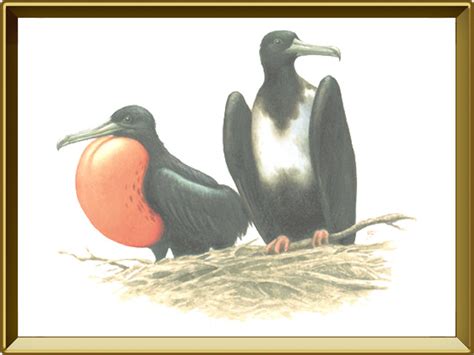 Фрегат — птица Описание фрегата с картинками