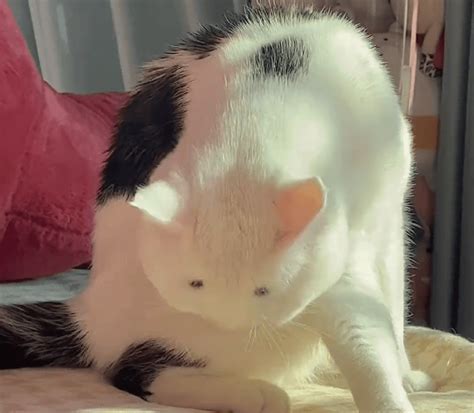 고양이 눈이 4개라니 사진 속 놀라운 비밀 재미진