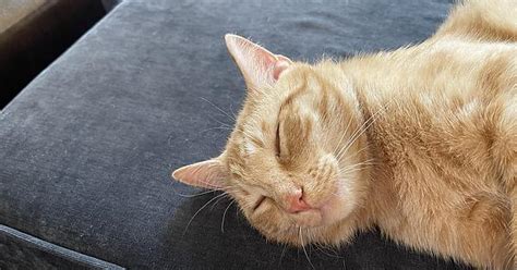 Cat Atonic Caturday Album On Imgur