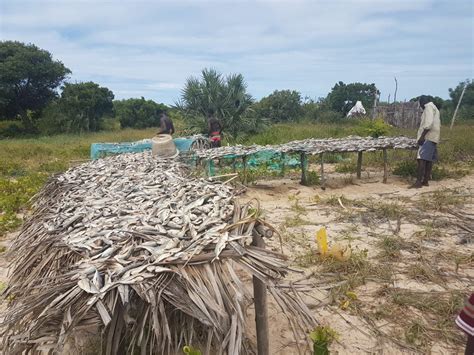 20170402131446 The Dugong And Seagrass Conservation Project