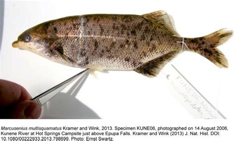 Marcusenius Alchetron The Free Social Encyclopedia