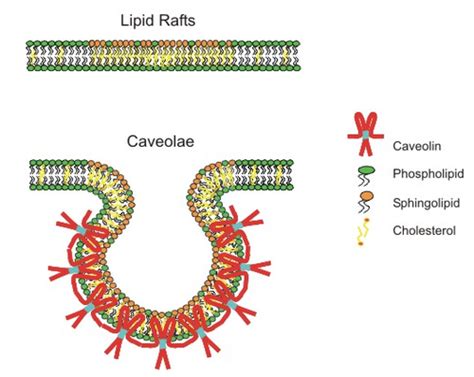 Cell Migration In 3d Matrix Flashcards Quizlet