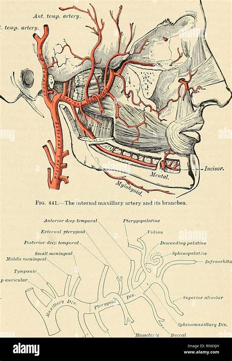 Inferior Alveolar Artery