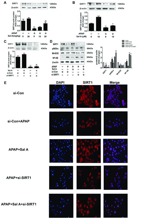 Sal A Mediated Protection Against Apap Involves Sirt1 Activation A Download Scientific