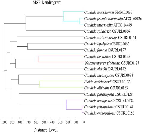 Maldi Tof Ms Dendrogram Based On Protein Expression Intensity Profiles Download Scientific