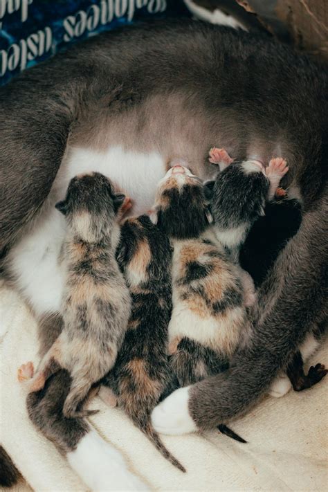 Cute Cat Kittens Photos Download The Best Free Cute Cat Kittens Stock