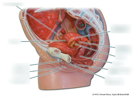 Anatomy Of The Reproductive System Part 1 Diagram Quizlet
