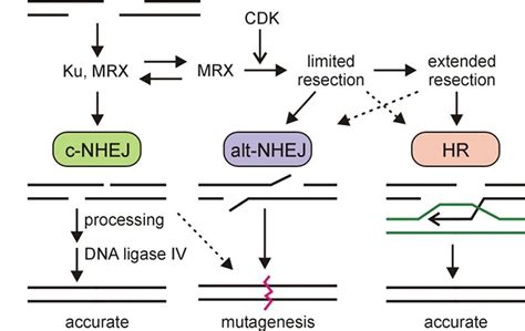 Yeast Dsb Repair Wilson Et Al