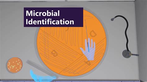 Microbial Identification Virtuosi