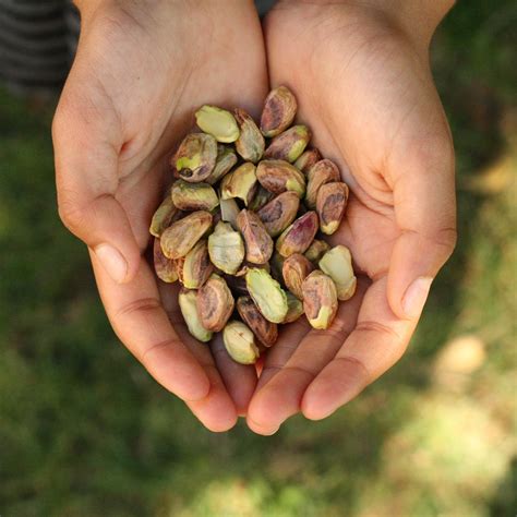 Raw Organic Pistachios Nut • Hut