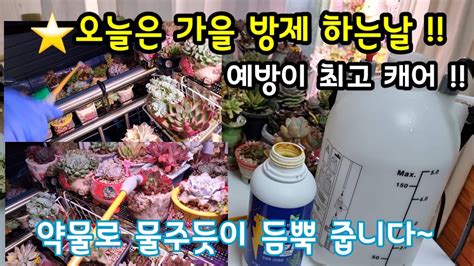 베란다 다육이 가을 방제 해요💦살충제 살균제 방제 할때 용량과 방법 주의하할점 ⚠️ 숙제를 한듯 한계절 맘이 편하죠😆