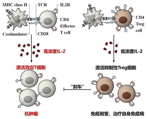 周德敏团队在长效靶向调节性t细胞的细胞因子类药物治疗自身免疫性疾病方面取得重要进展 生物通
