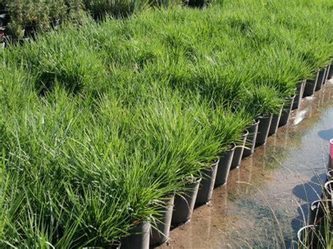 Xeric Plants Sunland Nursery Xeric Nursery Plants