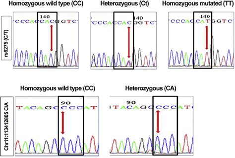 Electropherogram Of Representative Regions Of Exon 7 Drd2 Showing Download Scientific Diagram