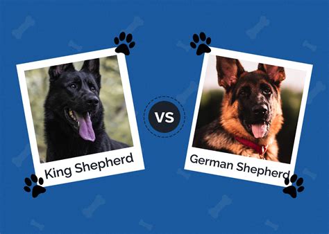 Shiloh Shepherd Dog Breed Info Pictures Traits And More Hepper Pet