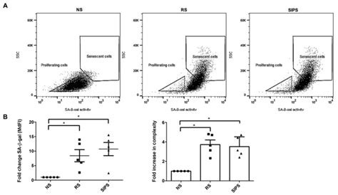 Increased Cd47 And Mhc Class I Inhibitory Signals Expression In Senescent Cd1 Primary Mouse Lung