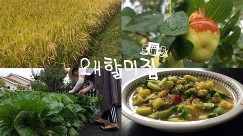 Sub 가을날의 시골집 시골풍경🌾 뒷마당 텃밭 배추키우기 호박 젓국 끓여 먹는 시골밥상 7년차 시골살이 시골생활 브이로그 Slowlife 🍁 Youtube