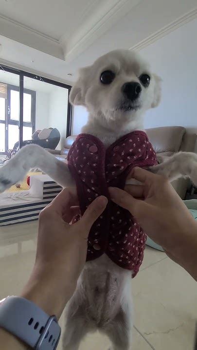 옷입는 순한 강아지 Youtube