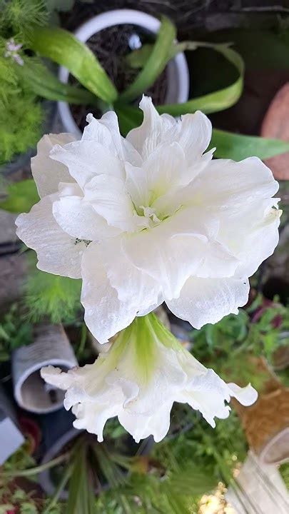 흰색 아마릴리스 Youtube