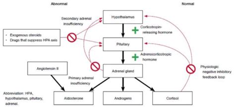 Physiology Of Adrenal Pituitary Gh And Sex Hormones Flashcards Quizlet
