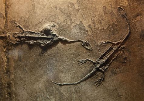 Dinosaur Skeleton Wallpapers Top Free Dinosaur Skeleton Backgrounds