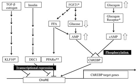 Feedback Loop Between Chrebp And Chrebp Target Genes The Feedback