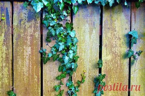 Какой сделать забор Стройка Дом Журнал полезных советов Журнал Полезных Советов Постила
