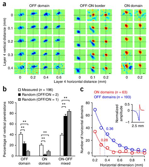 What Is The Columnar Organization At Ricky Vanzant Blog