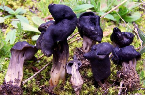 Setas Extremadura Helvella Sulcata