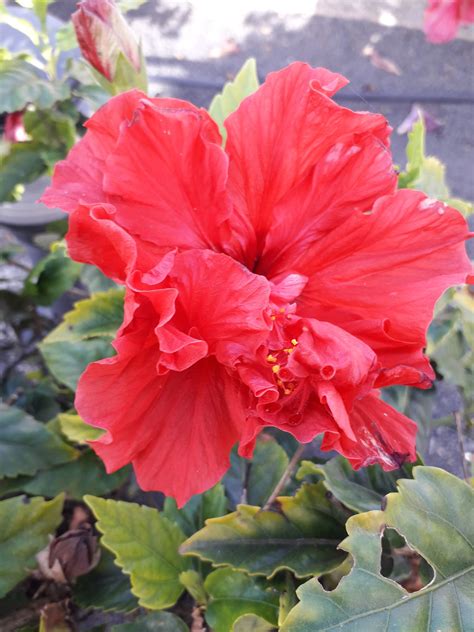 Hibiscus Rosa Sinensis