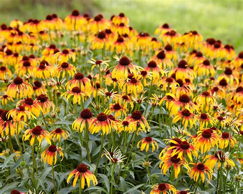 Echinacea Parrot Bare Roots — Buy Yellow To Red Coneflowers Online At