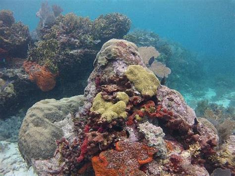 Dive Into An Underwater Wonderland At This Renowned Coral Reef In The