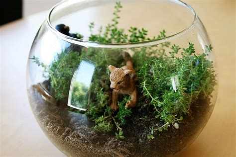 Building A Miniature Ecosystem