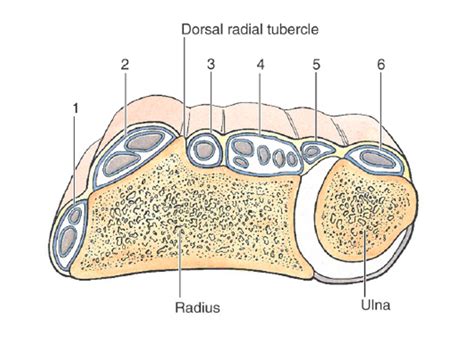 Extensor Retinaculum Exercises At Tyrone Ver Blog