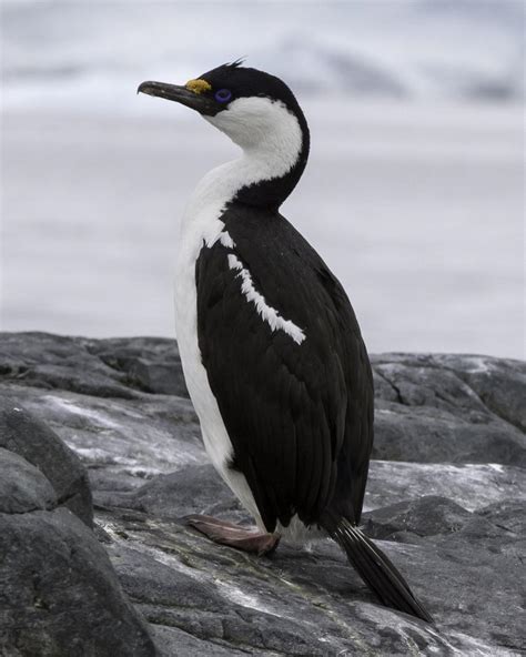 Birdseye Photography Photography By Rhys Marsh