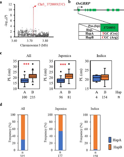 Haplotype Analysis Of The Candidate Gene In Qpl3 7 A Local Manhattan