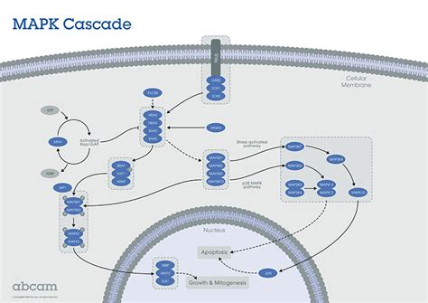 MAPK Signaling Pathway Abcam
