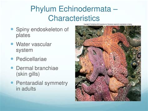 Ppt Chaetognaths Echinoderms And Hemichordates Powerpoint Presentation Id1725370