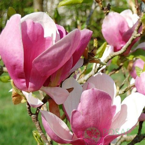 Магнолия Суланжа (Magnolia soulangeana) - купить с доставкой по Украине