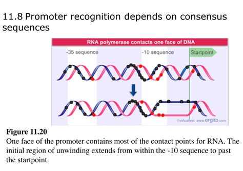 Ppt Chapter 6 Transcription Powerpoint Presentation Free Download